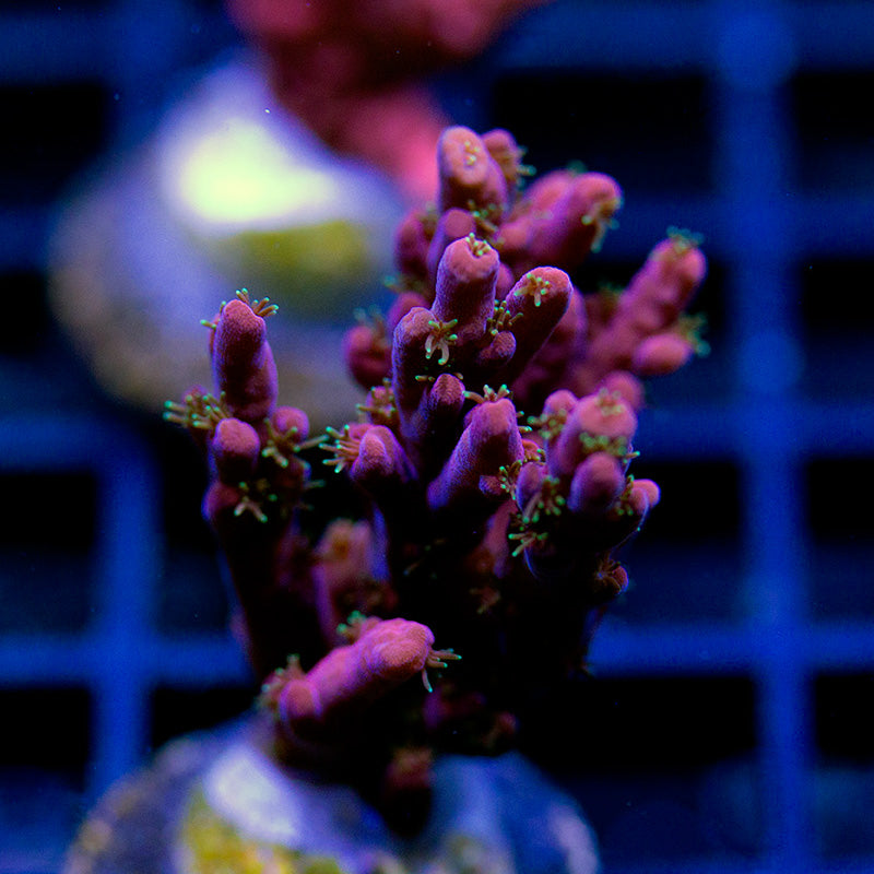 BC Cricket Spine Acropora – River City Aquatics