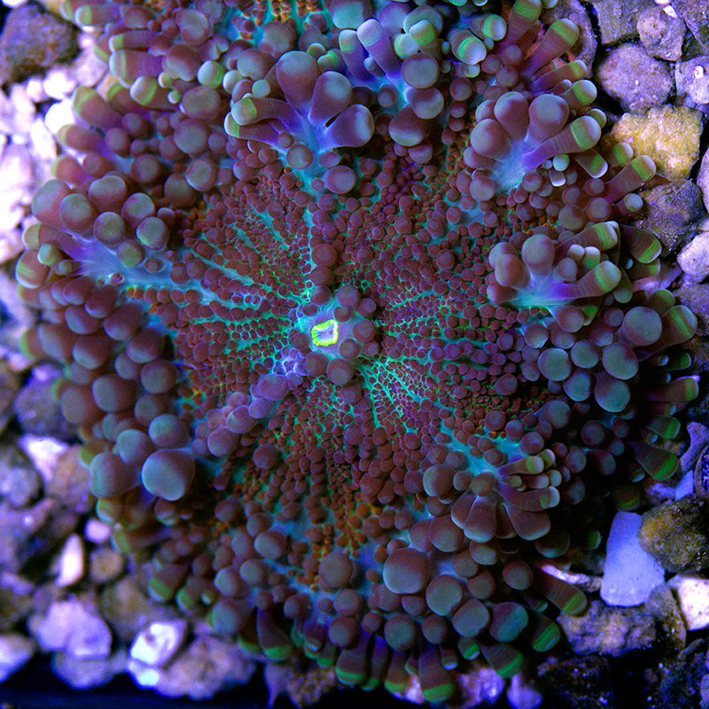 Malaysian Rainbow Yuma Mushroom 03 – River City Aquatics