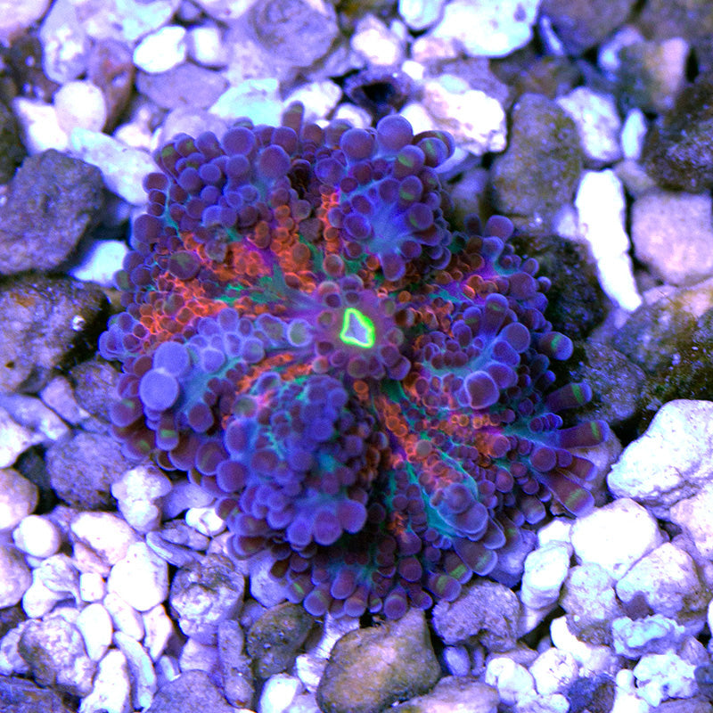 Malaysian Yuma Mushroom 04 – River City Aquatics