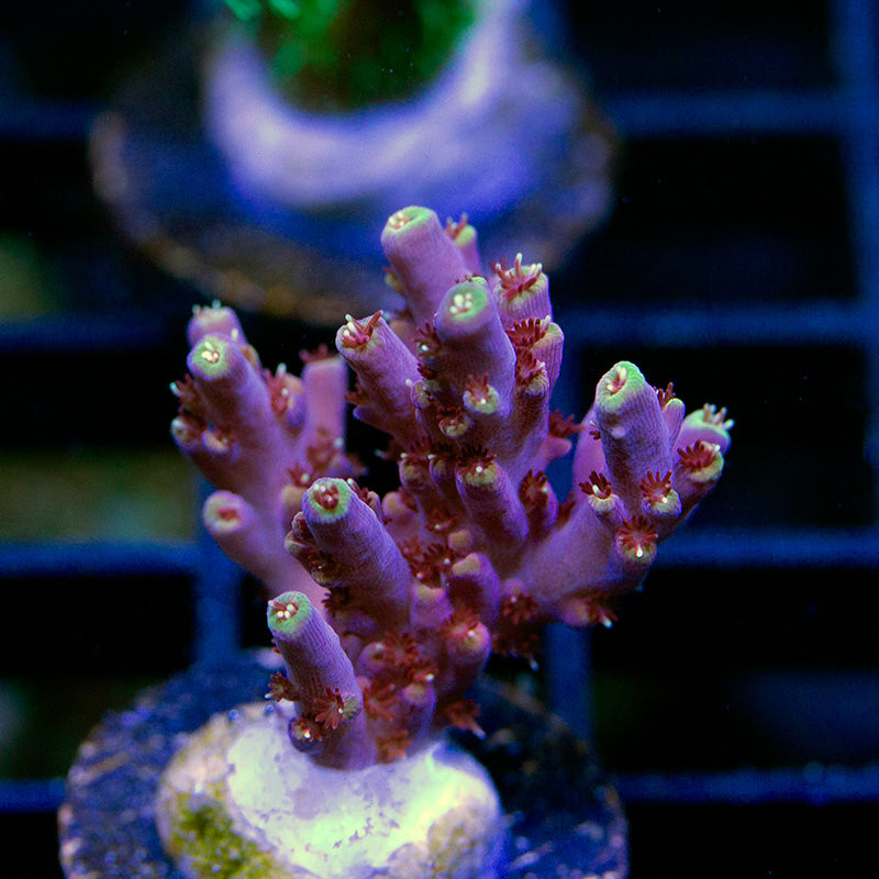 Reef Raft Red Bull Acropora – River City Aquatics