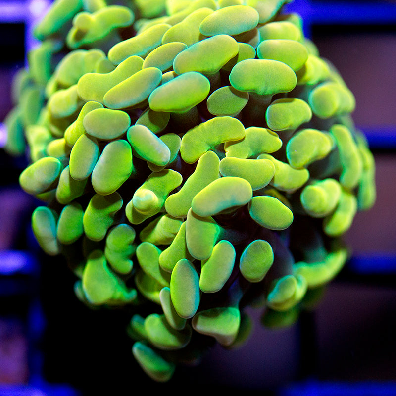 Willy Wonka Hammer 01 – River City Aquatics